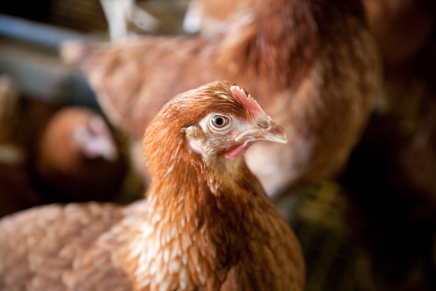 US Government Approves Transgenic Chicken the Eggs of the Genetically ...