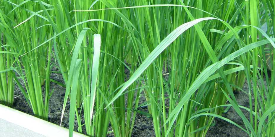 Genetically Engineered Rice Transports Micronutrients More Efficiently ...